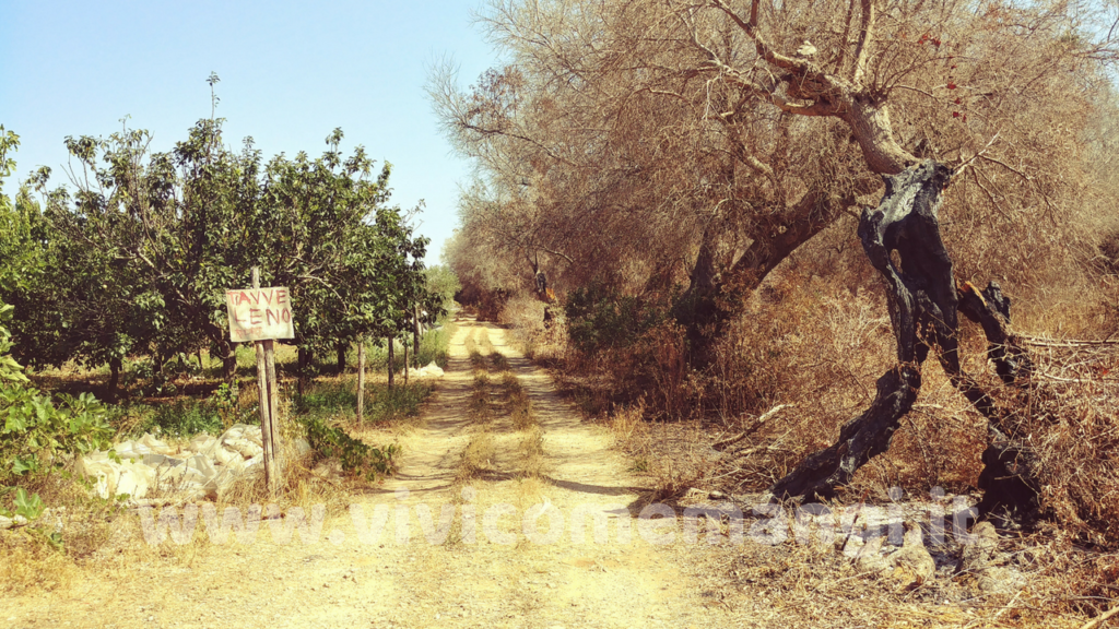 Di veleni, prima che di Xylella, morirà il Salento - Il Blog di Beppe ...